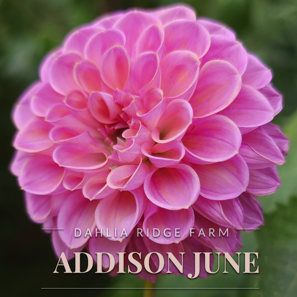 Dahlia Ridge - Urban Flower Farm - Tubers & Flowers - South Surrey, BC